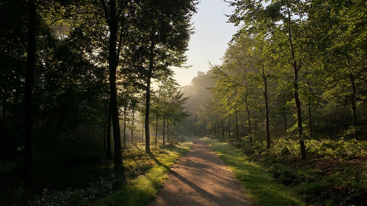 Sunrise Pfad Golden - Kostenloses Foto auf Pixabay