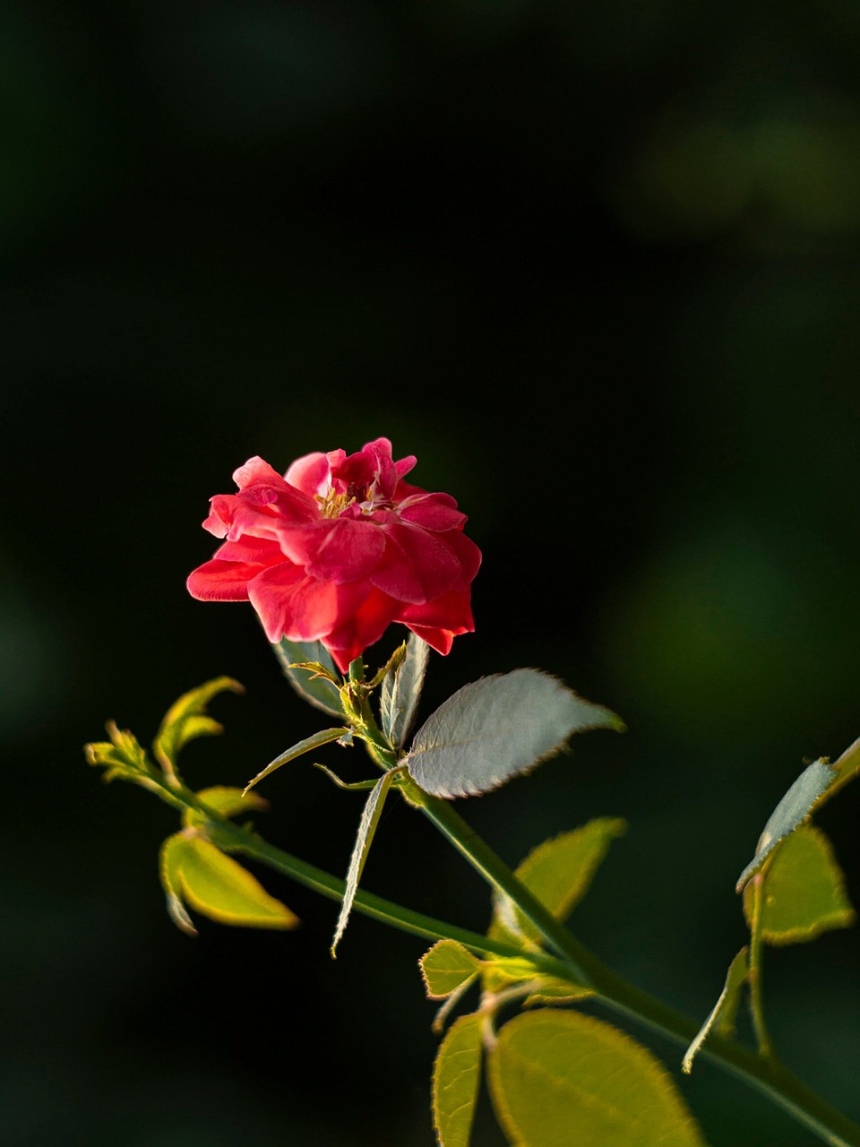 Rosa Da China Flor Planta - Foto gratuita no Pixabay - Pixabay