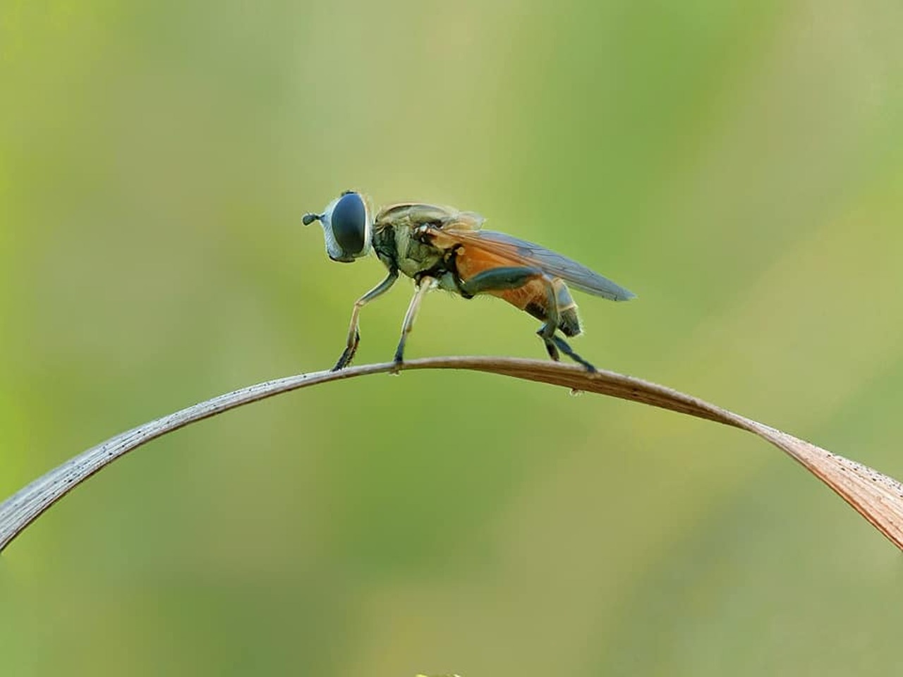 Insect Bee Entomology - Free photo on Pixabay - Pixabay
