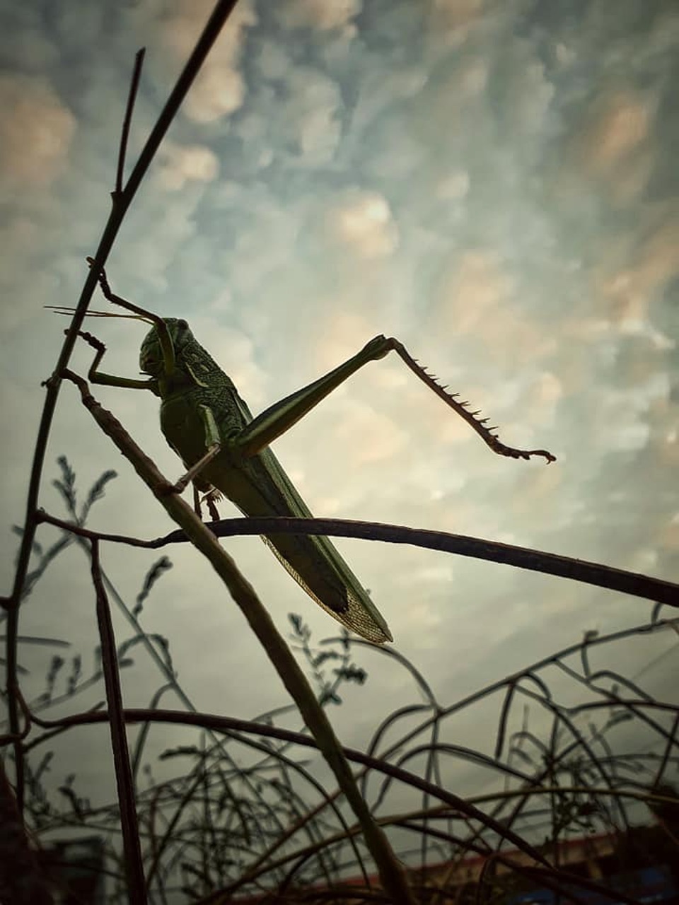 Insect Grasshopper Entomology - Free photo on Pixabay
