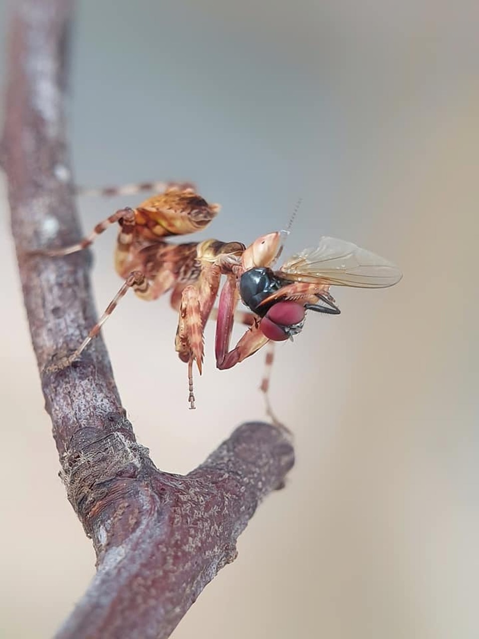 Insecto Abeja Apareamiento - Foto gratis en Pixabay - Pixabay
