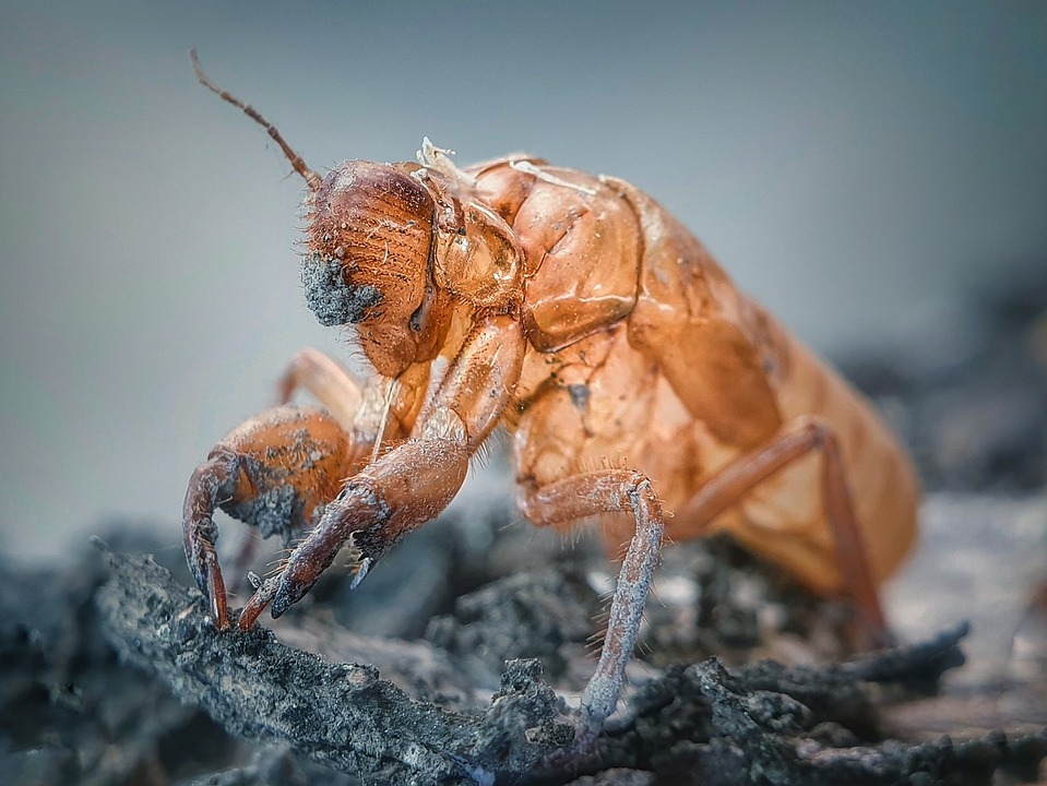 Insect Entomology Macro - Free photo on Pixabay - Pixabay