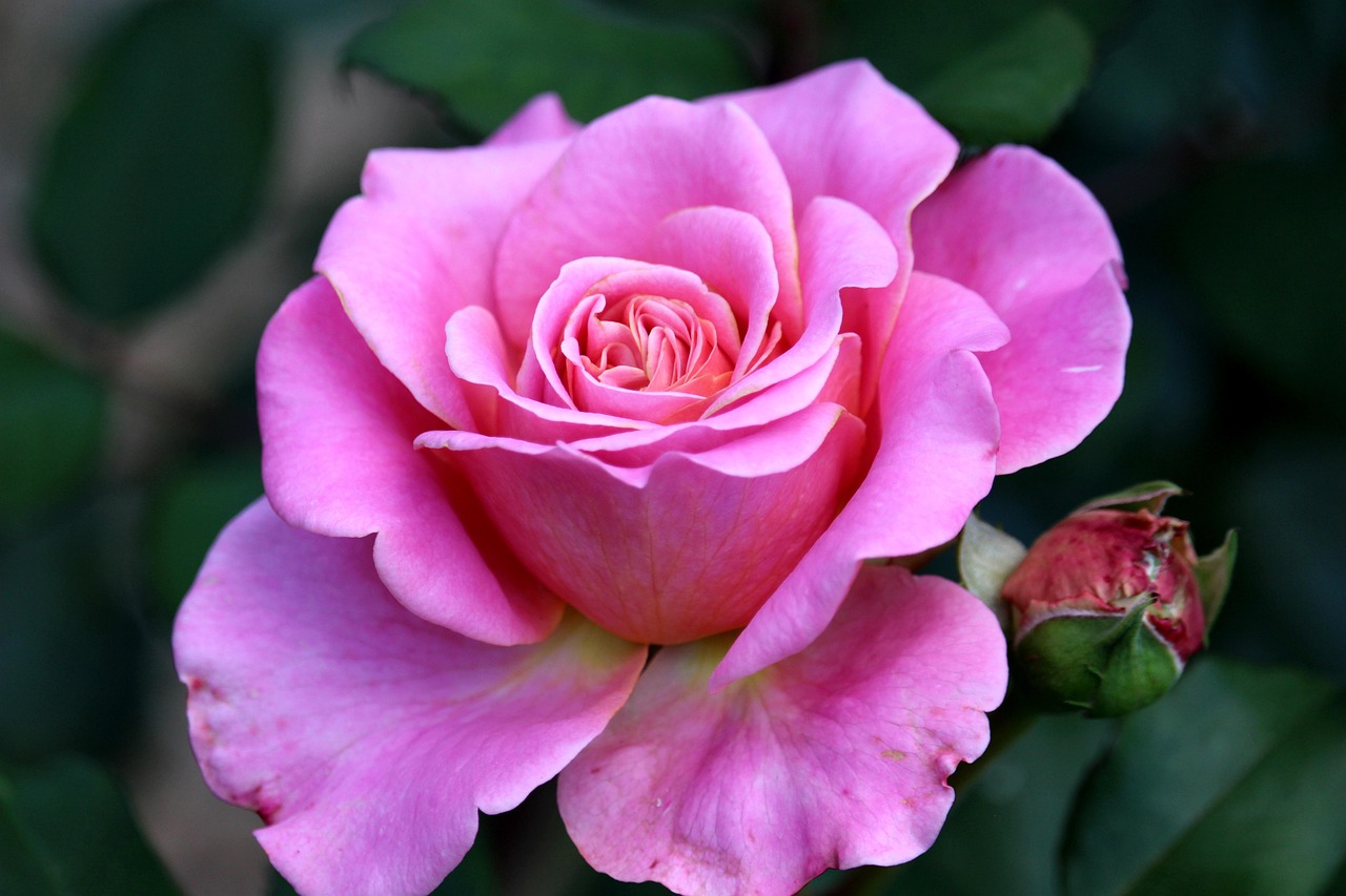 Pink Roses Google Images