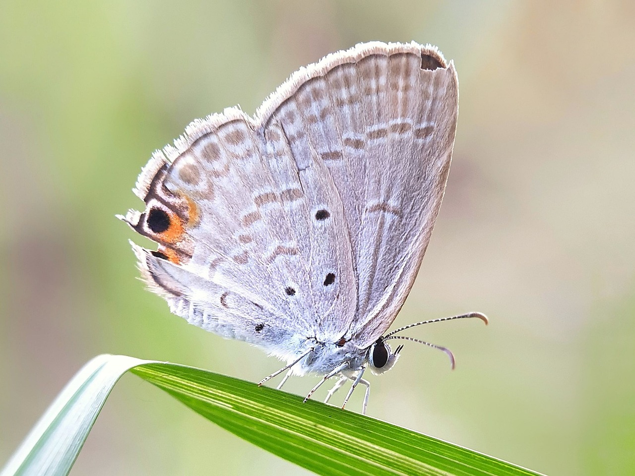 Inseto Borboleta Entomologia - Foto gratuita no Pixabay - Pixabay