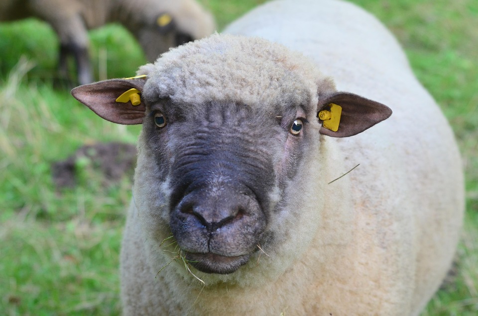 Sheep Animal Livestock - Free photo on Pixabay