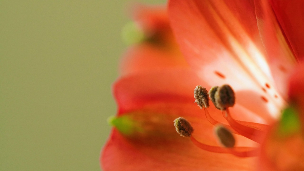 100+ Free Freesia & Nature Photos - Pixabay