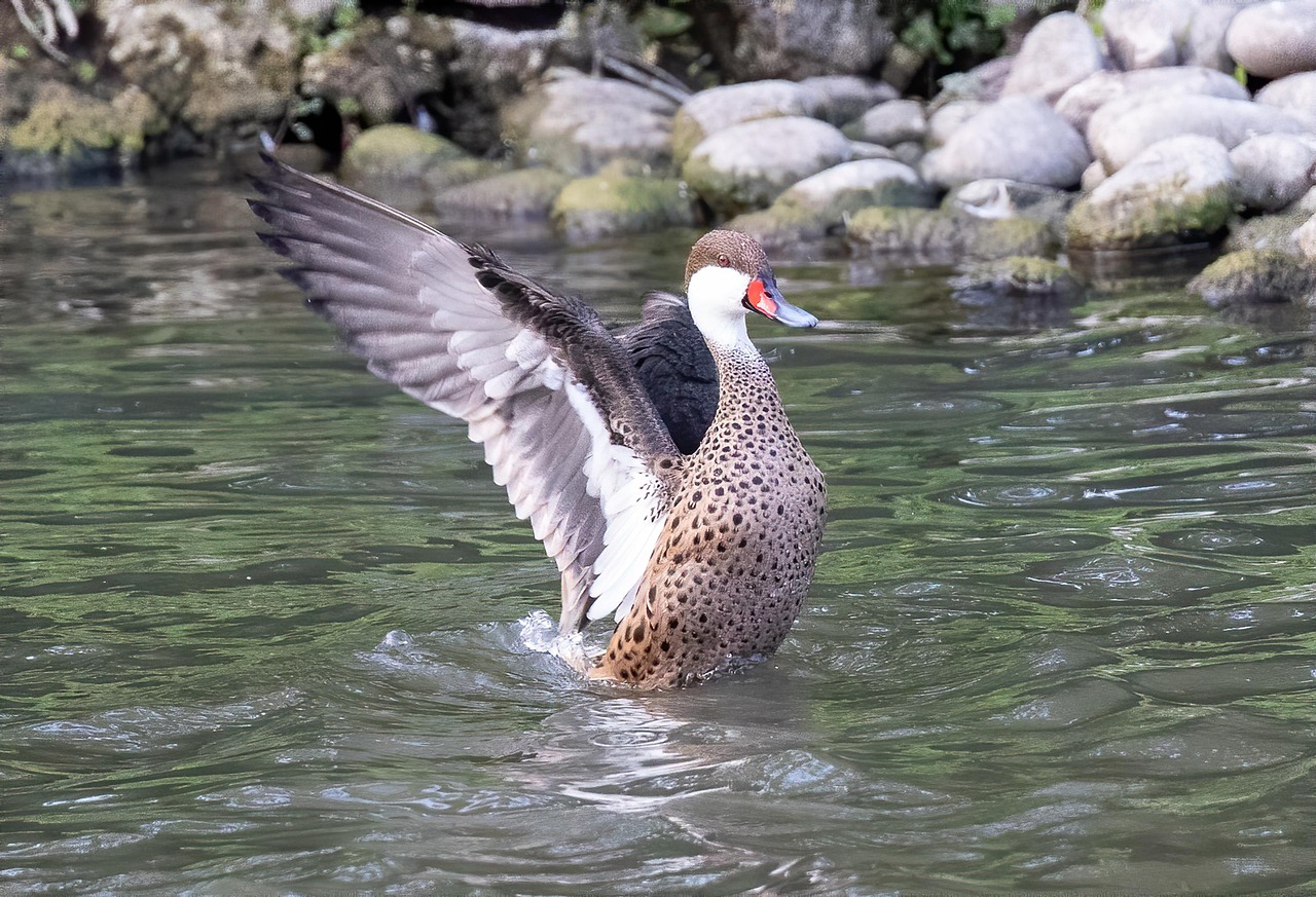 Oiseau Canard Ornithologie - Photo gratuite sur Pixabay - Pixabay