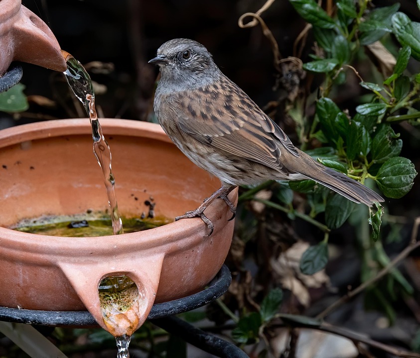 Bird Dunnock Ornithology - Free photo on Pixabay - Pixabay