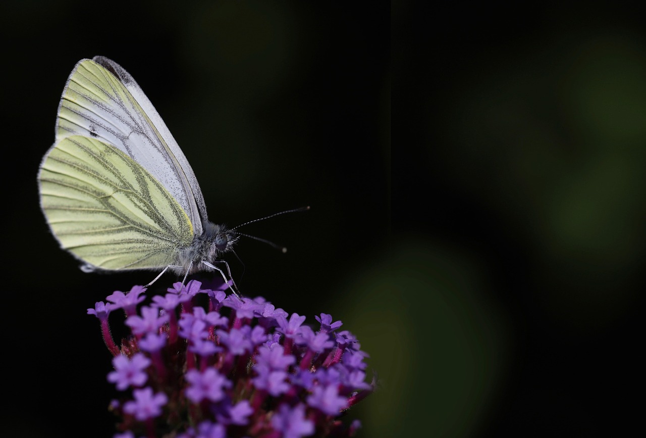 20,000+ Free Butterfly 4K & 4K Wallpaper Images - Pixabay