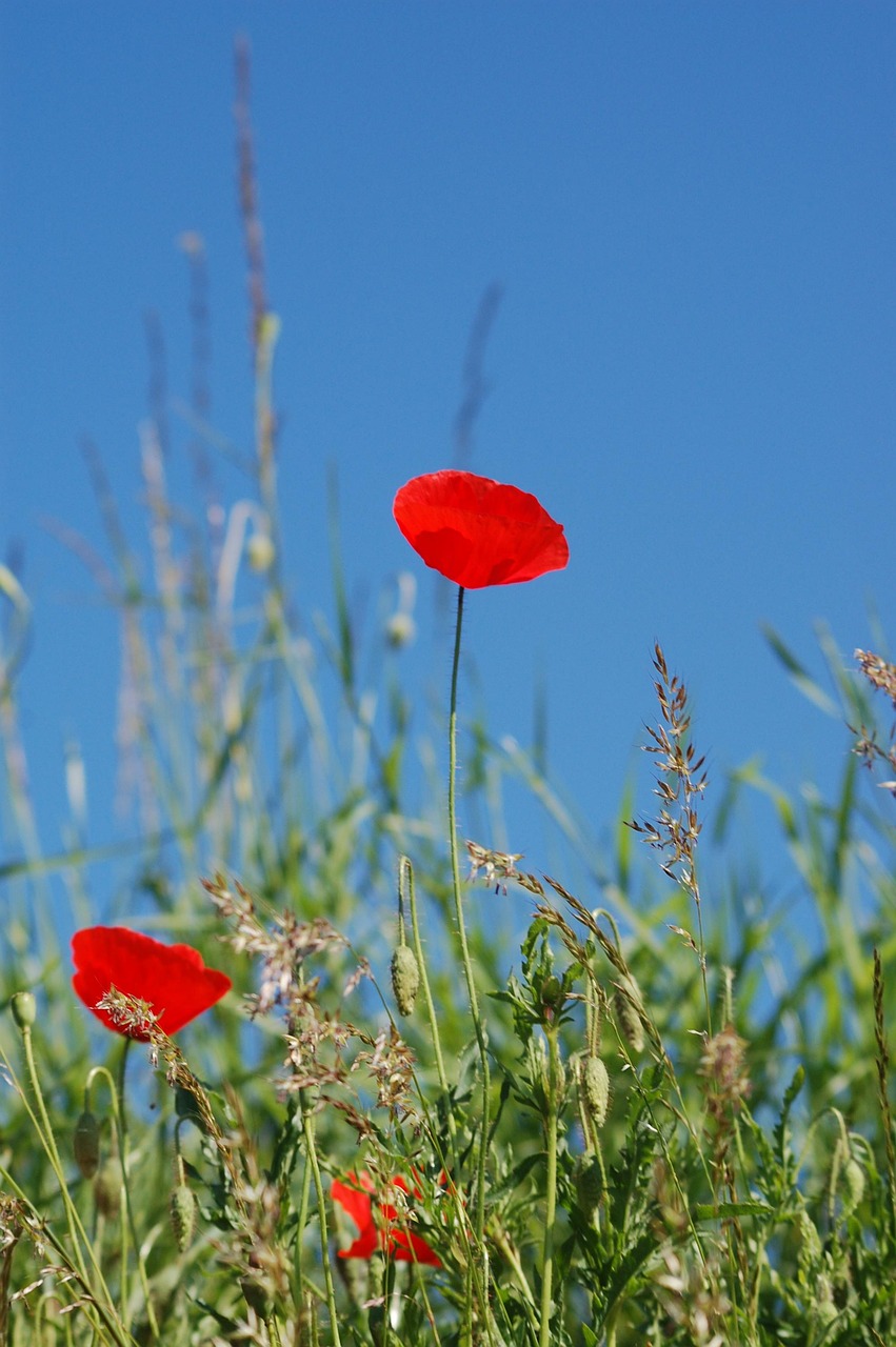 Bunga Poppy Merah - Foto gratis di Pixabay - Pixabay