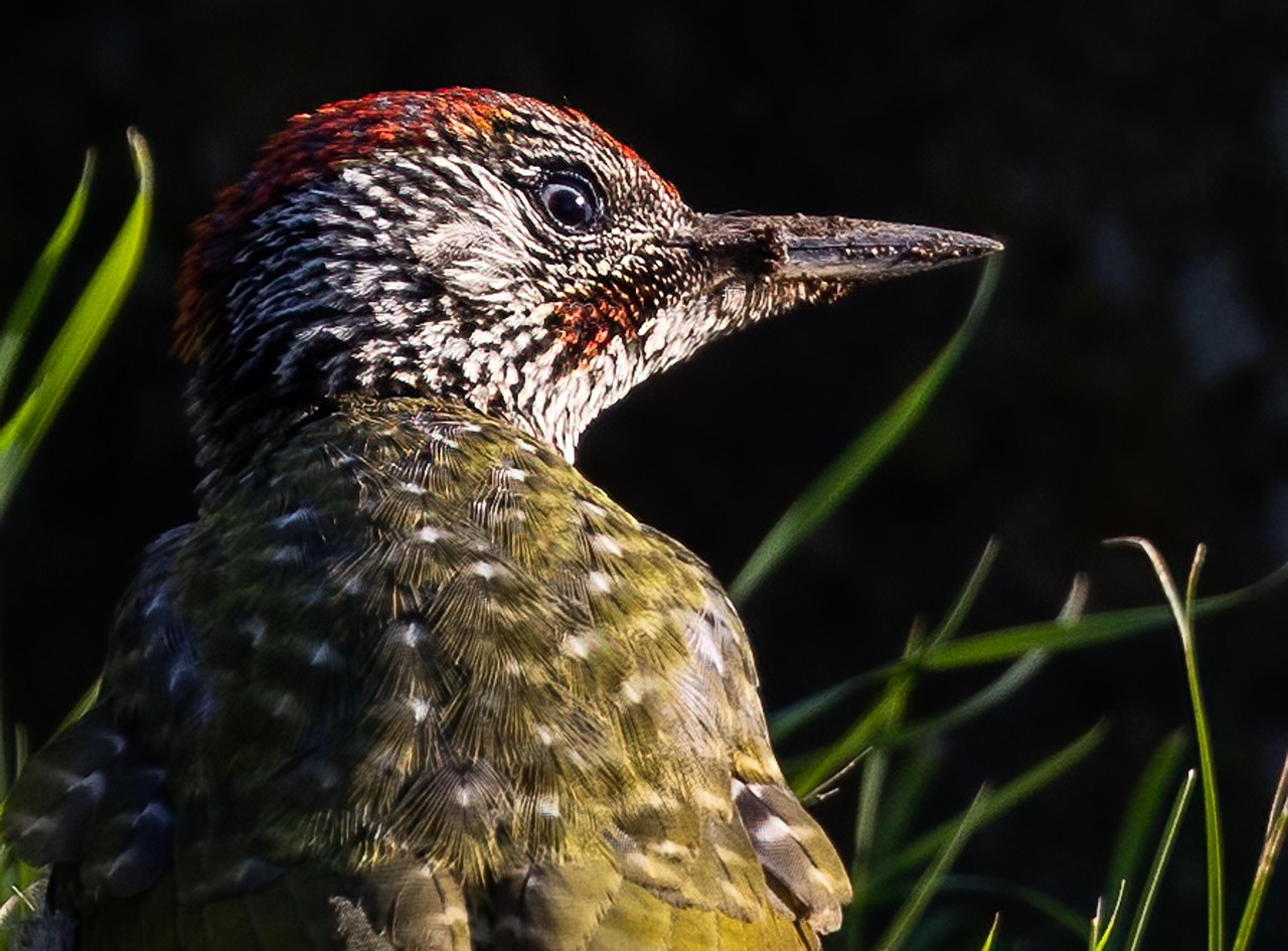 Burung Pelatuk Hijau Muda Green - Foto gratis di Pixabay - Pixabay