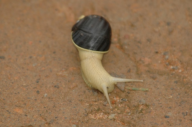 Slug Mollusk Gastropod - Free photo on Pixabay - Pixabay