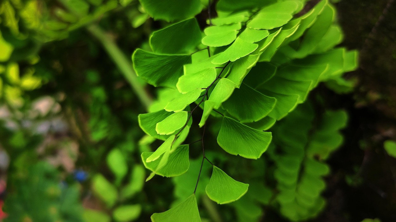 Fern ธรรมชาติ ฟินแลนด์ - ภาพฟรีบน Pixabay