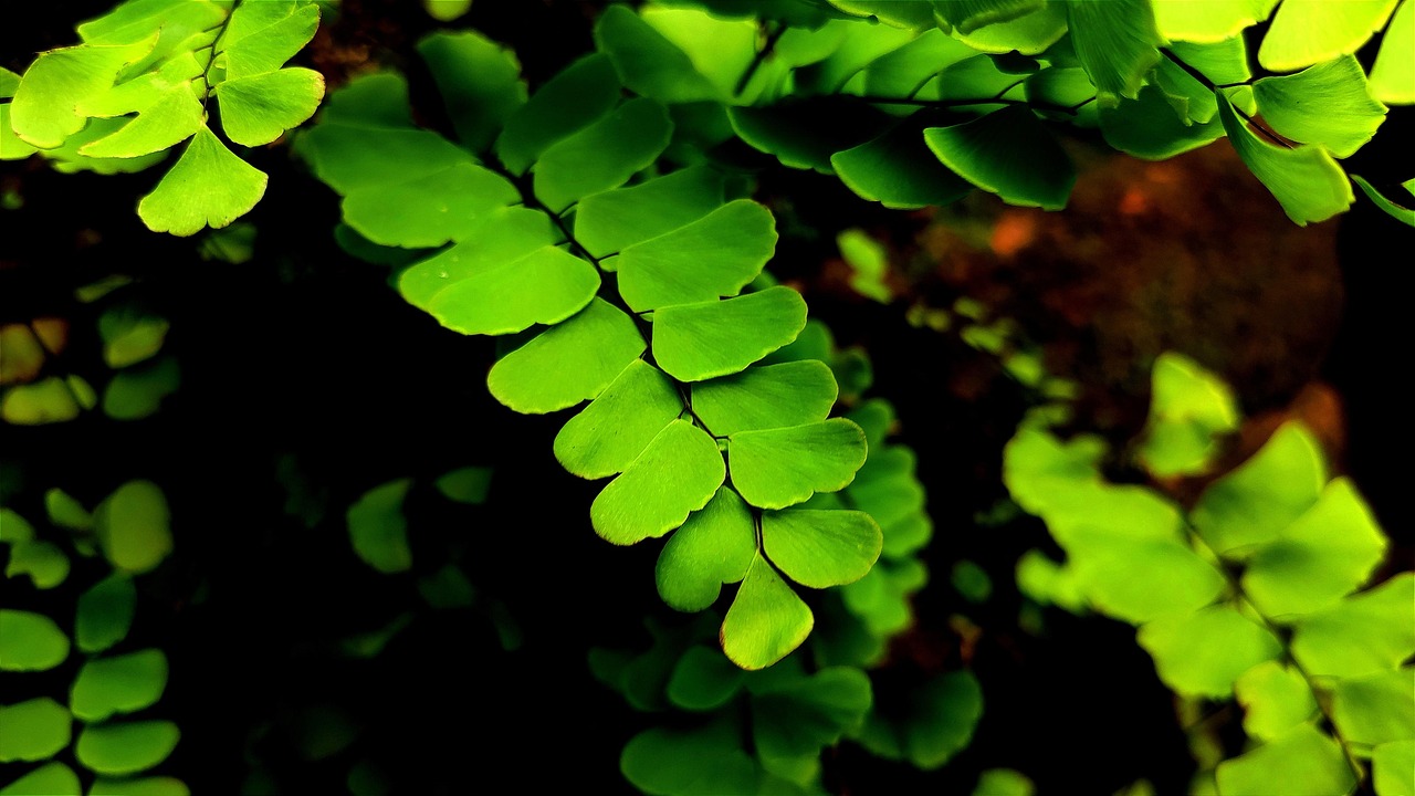 Maidenhair Fern Adiantum Plant - Free photo on Pixabay - Pixabay