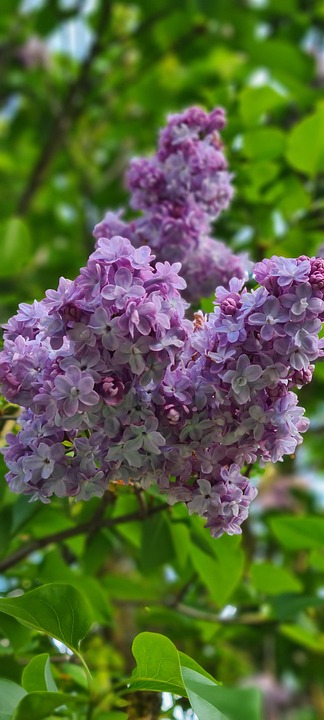 Lilac Flowers Plants Purple - Free photo on Pixabay - Pixabay