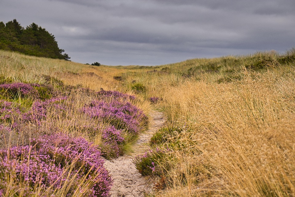 Meadow Nature Path - Free photo on Pixabay