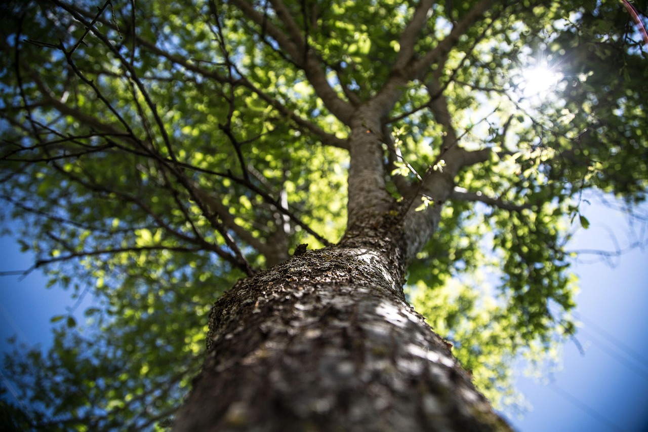 Tree Nature Sunlight - Free photo on Pixabay - Pixabay