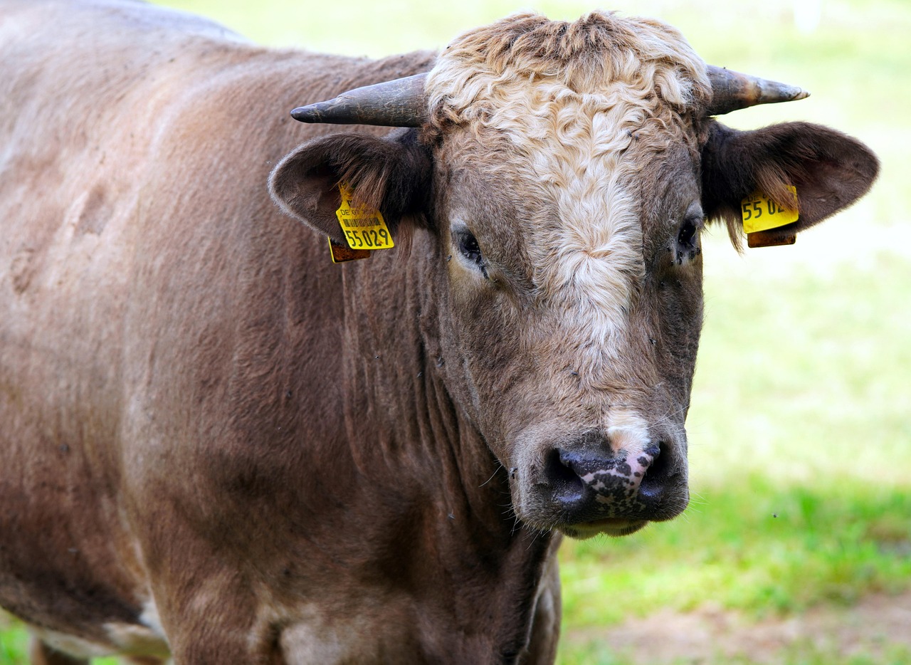 10,000+ Free Cow Pictures & Images [HD] - Pixabay