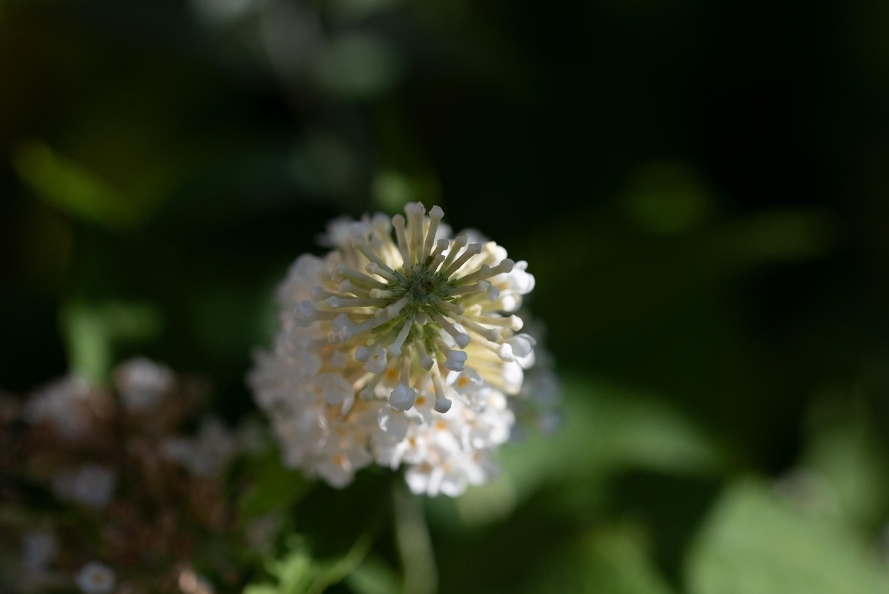 Fleurs Blanches Fleurir Jardin - Photo gratuite sur Pixabay - Pixabay
