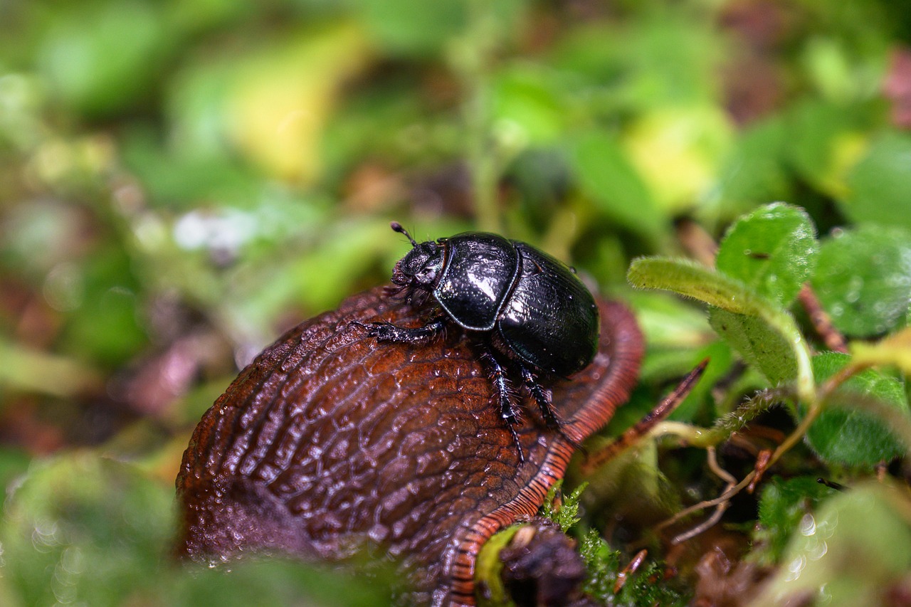 Beetle Snail Biotope - Free photo on Pixabay - Pixabay