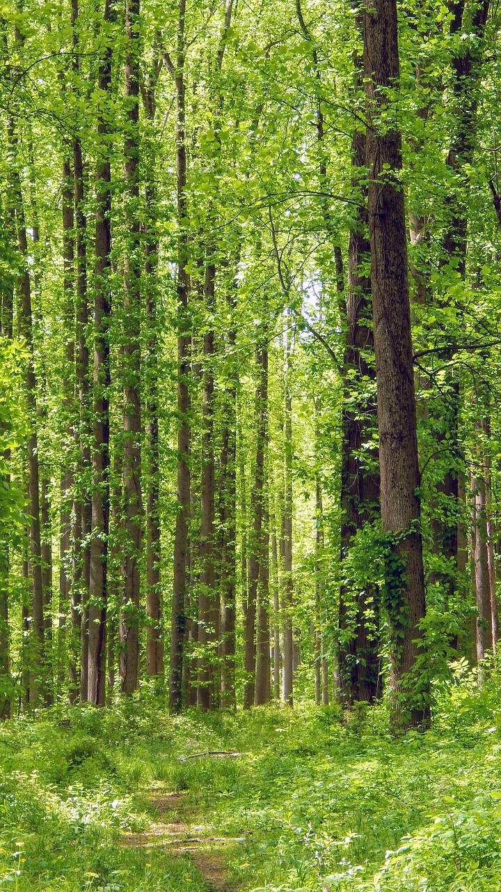 50,000+ Free Trees With Green Leaves & Nature Images - Pixabay