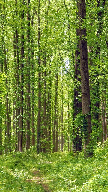 50,000+ Free Trees With Green Leaves & Nature Images - Pixabay