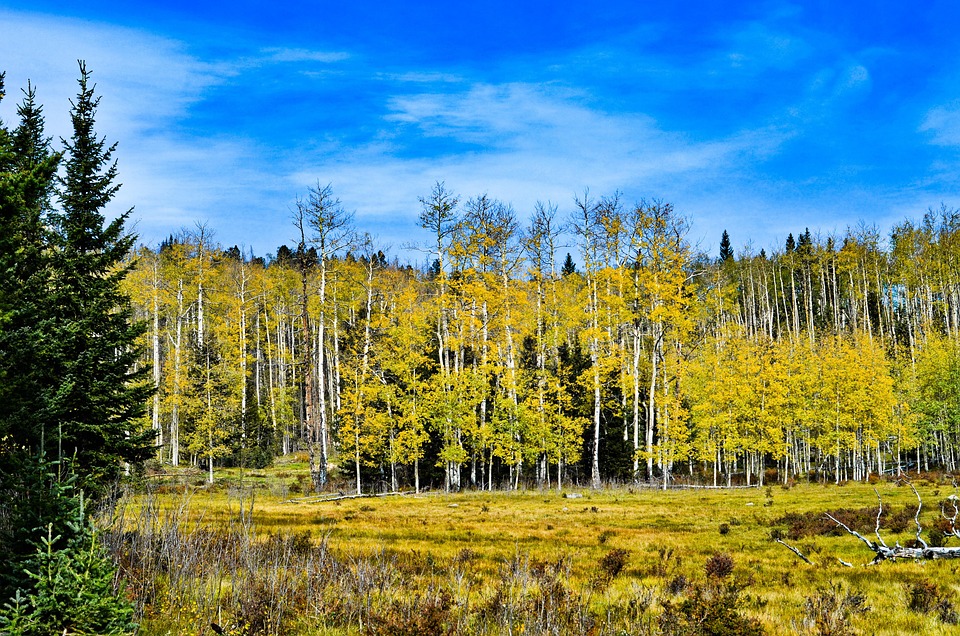 Yellow Aspen Trees - Free photo on Pixabay