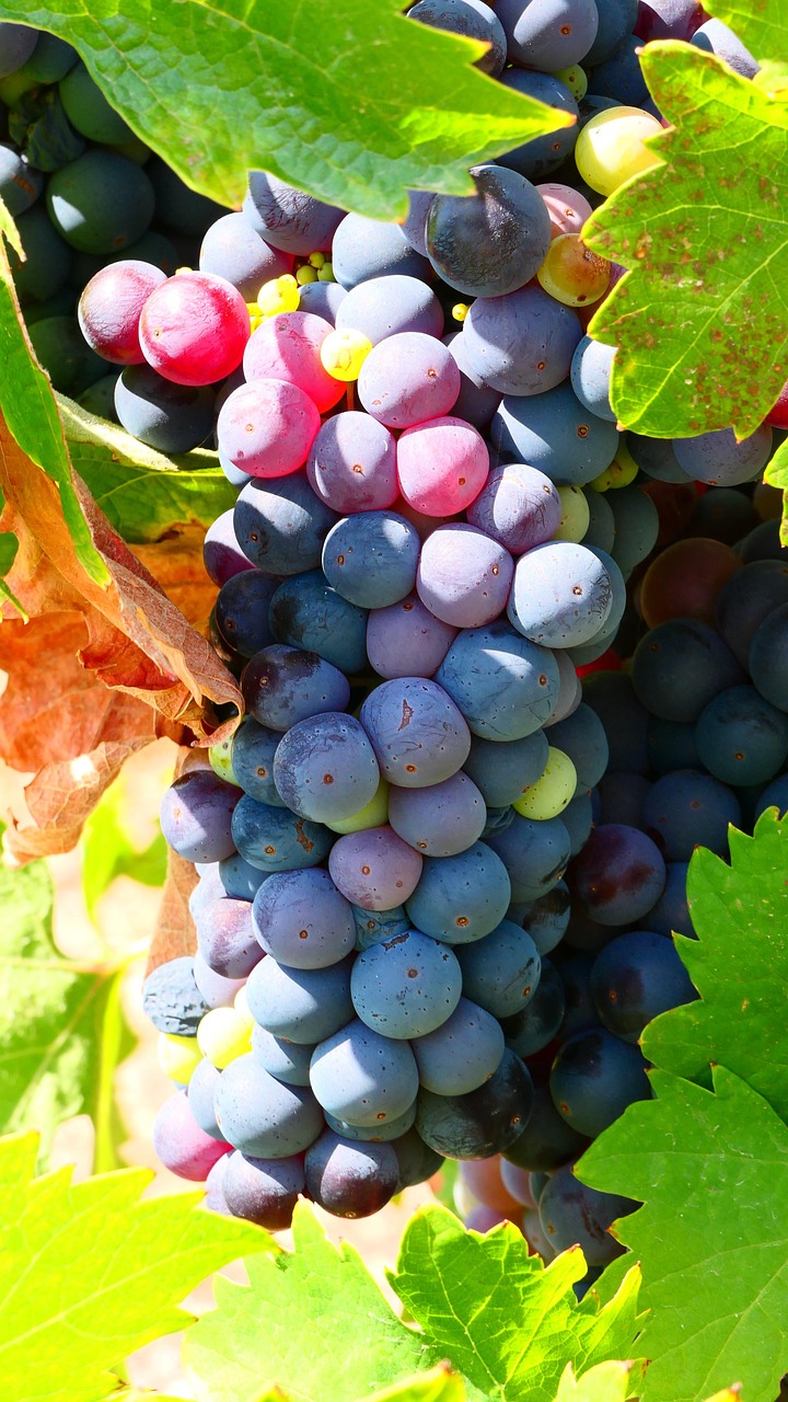 Fruta Uvas Orgánico - Foto gratis en Pixabay - Pixabay