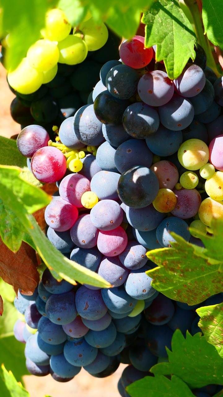 Fruta Uvas Enredaderas Sale - Foto gratis en Pixabay - Pixabay
