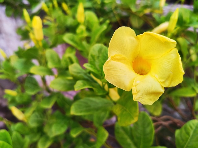 Allamanda Fleur Plantes - Photo gratuite sur Pixabay - Pixabay