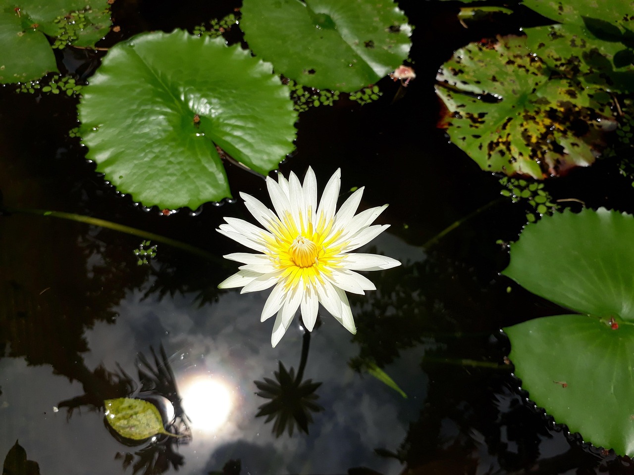 Lotus Blanc Fleur Le Coucher Du - Photo gratuite sur Pixabay - Pixabay