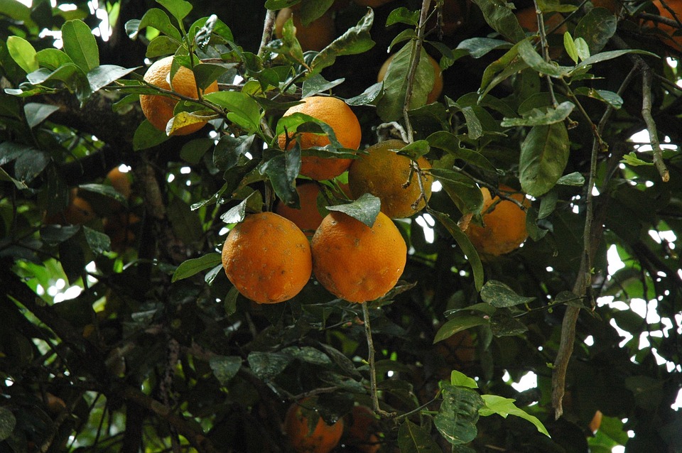 Des Oranges Fruits Oranger - Photo gratuite sur Pixabay - Pixabay