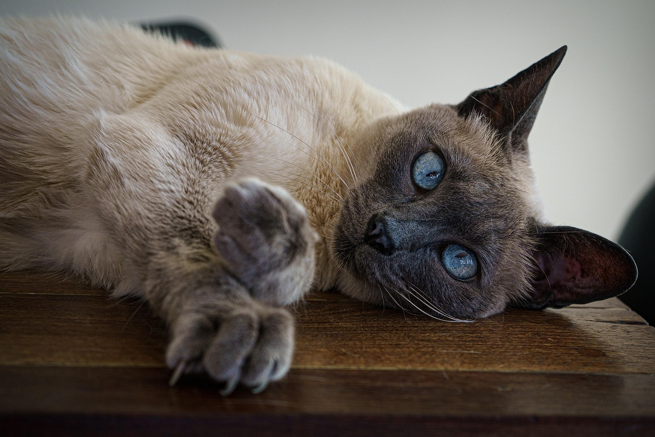 Animal Gato Mamífero Bicho De - Foto gratuita no Pixabay - Pixabay