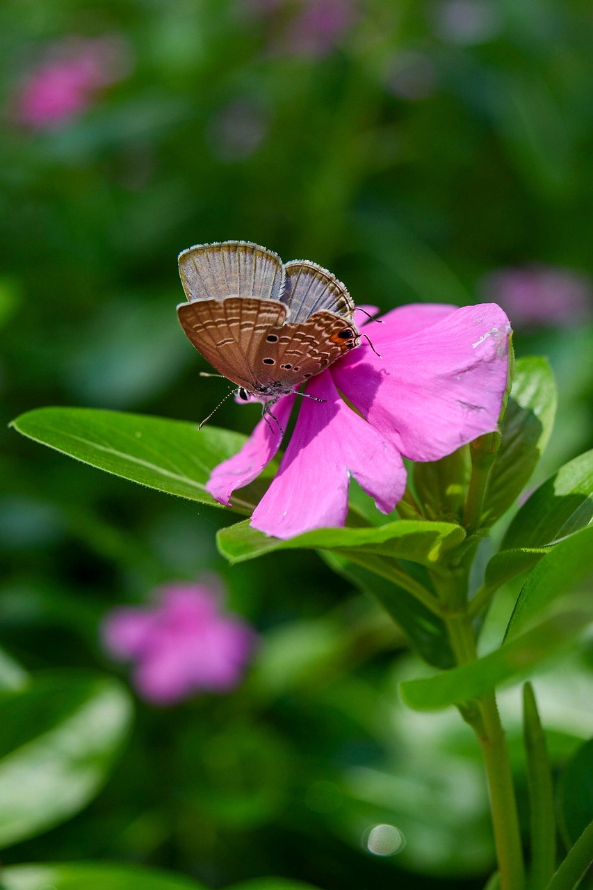 300+ Free Periwinkle & Nature Images - Pixabay