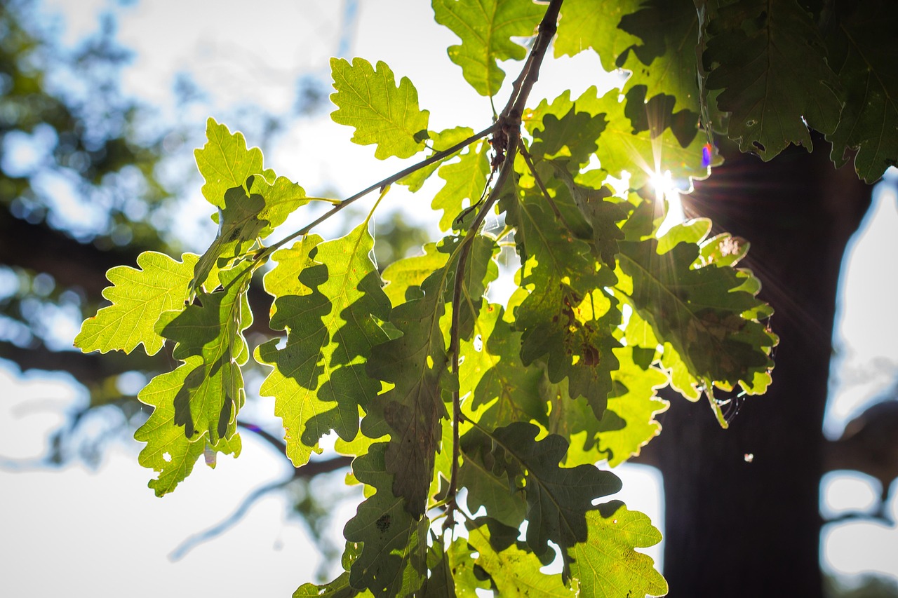 Acorn Leaves Foliage Green - Free photo on Pixabay