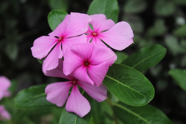 Bunga-Bunga Phlox Botani - Foto gratis di Pixabay - Pixabay