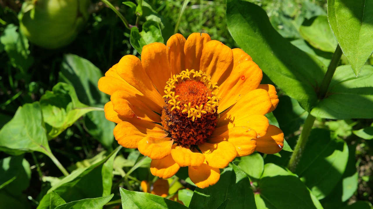 Bunga Zinnia Alam - Foto gratis di Pixabay - Pixabay