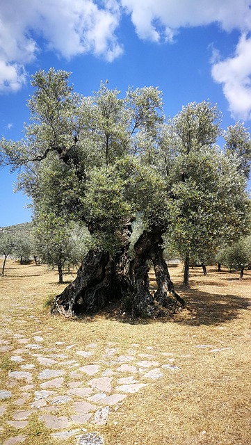 Olivo Verde - Foto gratis en Pixabay - Pixabay