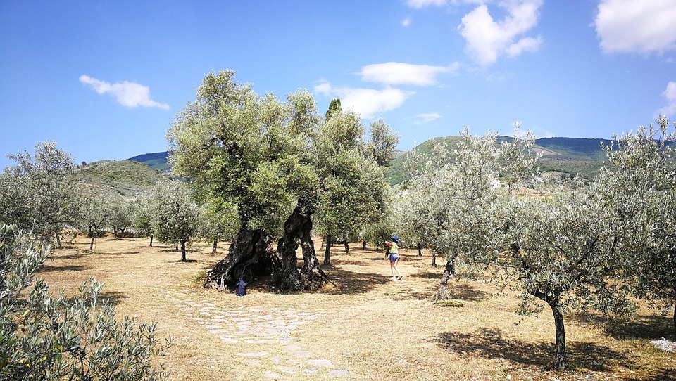 Olive Tree Green - Free photo on Pixabay - Pixabay