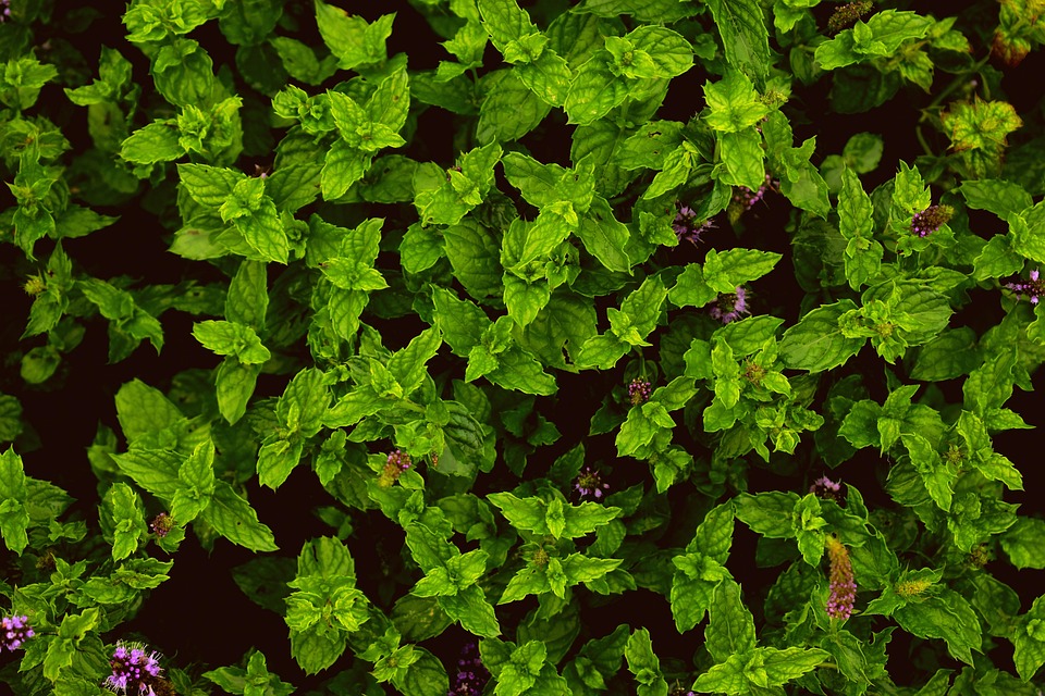Mint Leaves Garden - Free photo on Pixabay - Pixabay