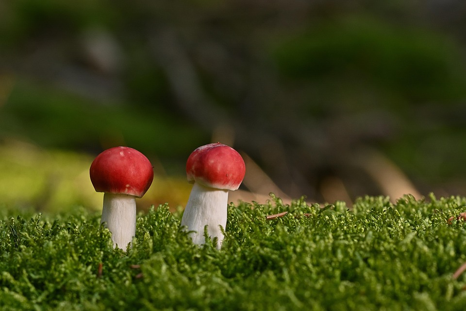 Mushrooms Spewing Paws Russula - Free photo on Pixabay