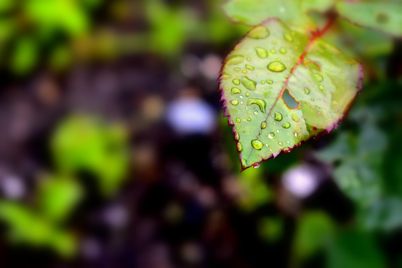 Feuille Botanique Nature - Photo gratuite sur Pixabay - Pixabay