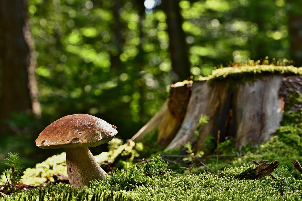 Mushroom Fall Forest Floor - Free photo on Pixabay - Pixabay