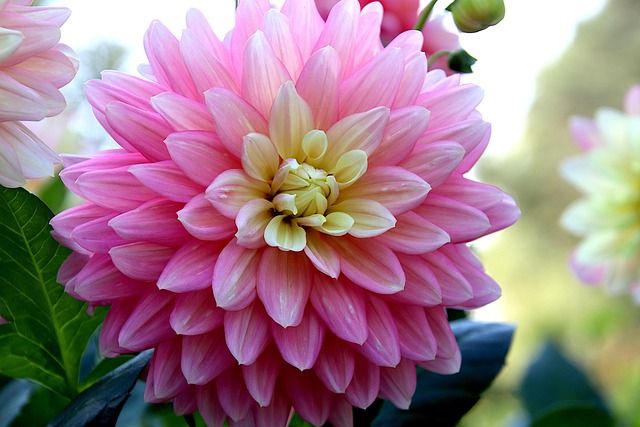 Dahlia Pink Flower - Free photo on Pixabay - Pixabay Dahlia Pink Flower - Free photo on Pixabay - Pixabay