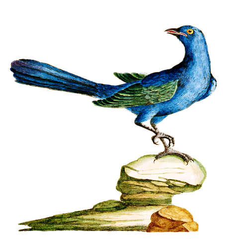100+ Free Cuckoo Bird & Cuckoo Images - Pixabay