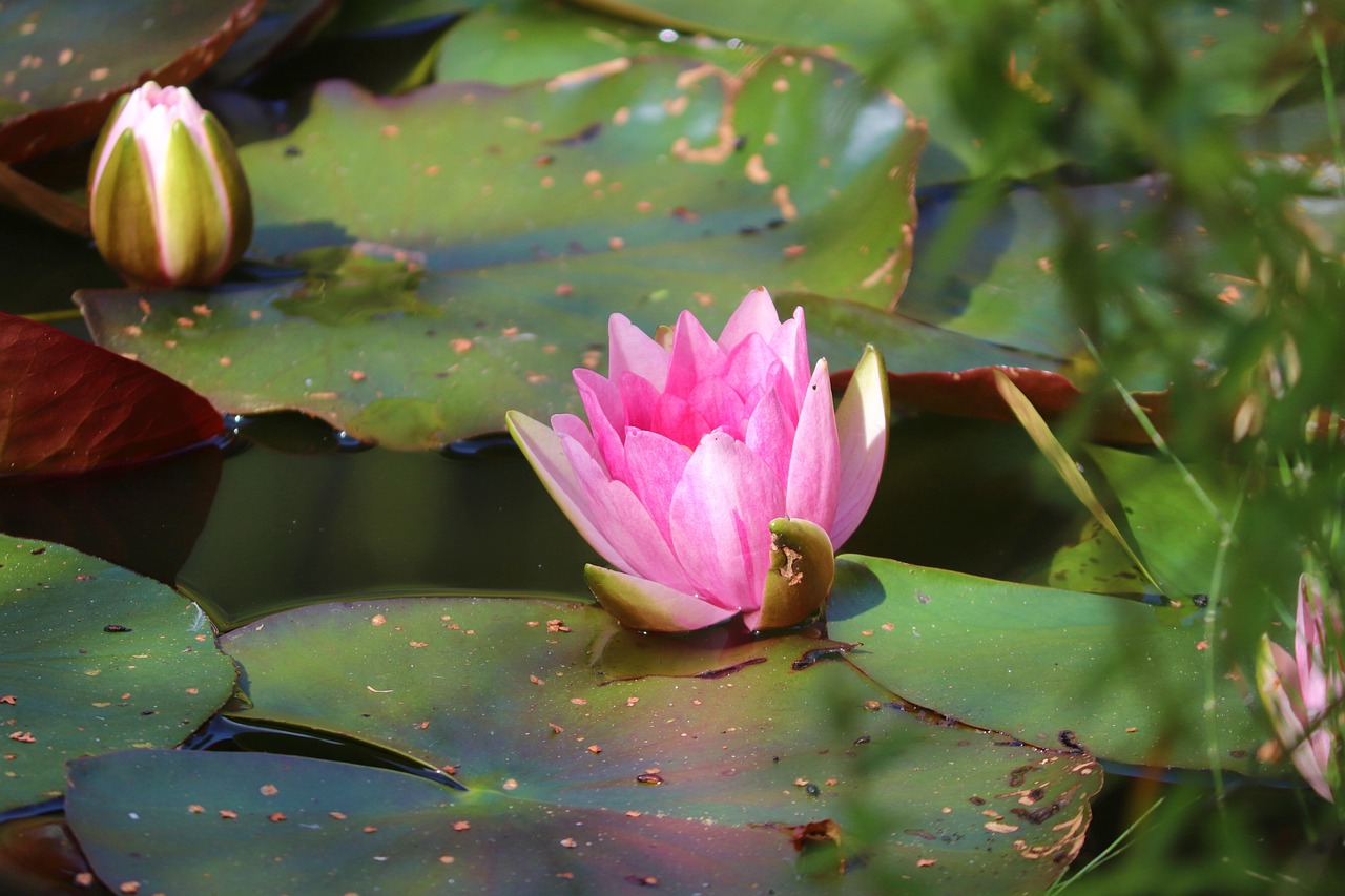 Lily Flower Nymphaea Tina - Free photo on Pixabay
