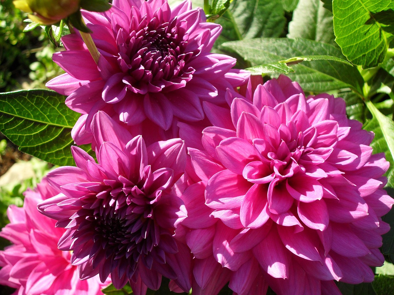 Flower Dahlia Nature - Free photo on Pixabay - Pixabay