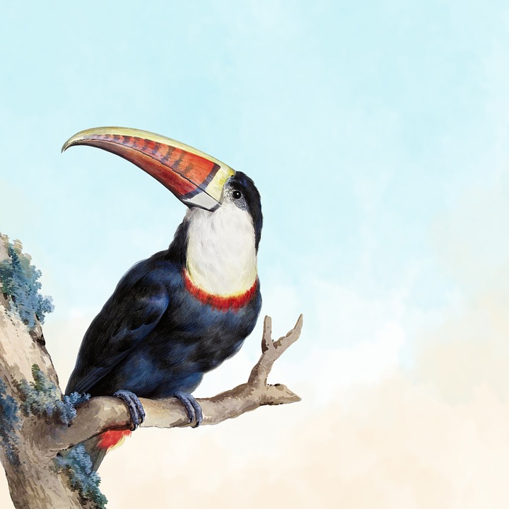 Bird Toucan Ornithology - Free photo on Pixabay