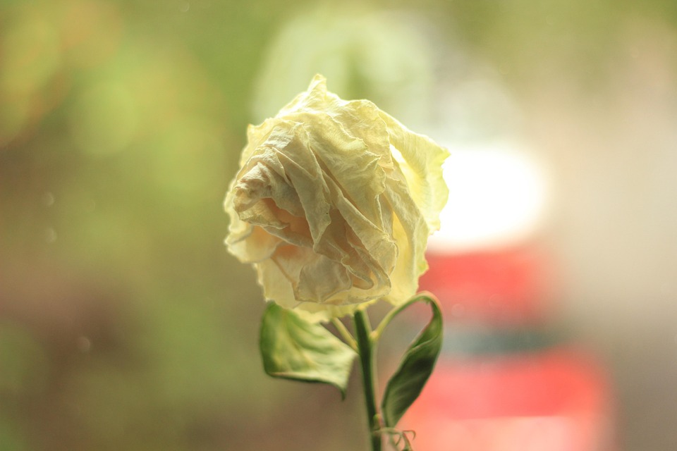 Gelbe Rose Wilted Flower - Kostenloses Foto auf Pixabay - Pixabay