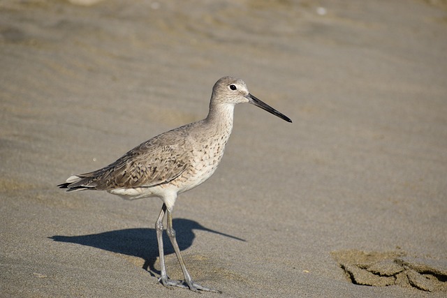 Willet Bird Animal Water - Free photo on Pixabay
